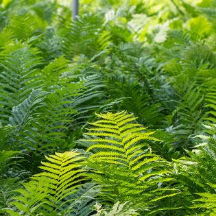 Long Island Natives - Native Long Island Ferns