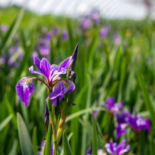Long Island Natives - Perennials