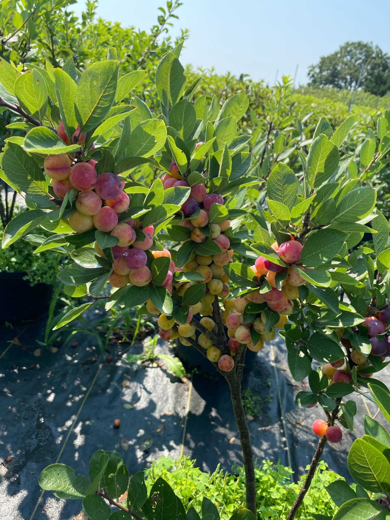 Prunus maritima- Beach Plum - Long Island Natives