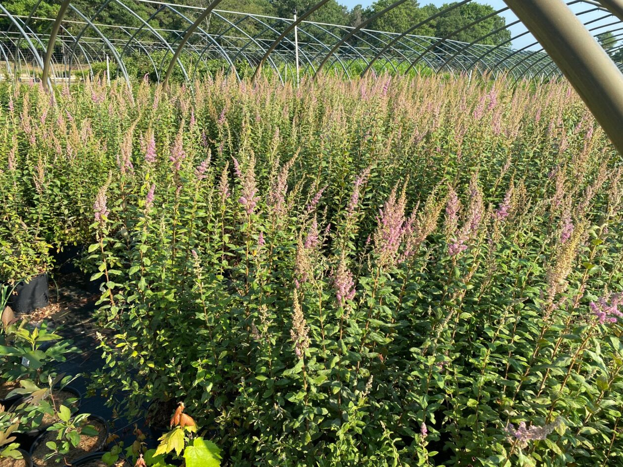Spiraea tomentosa- Meadowsweet - Long Island Natives