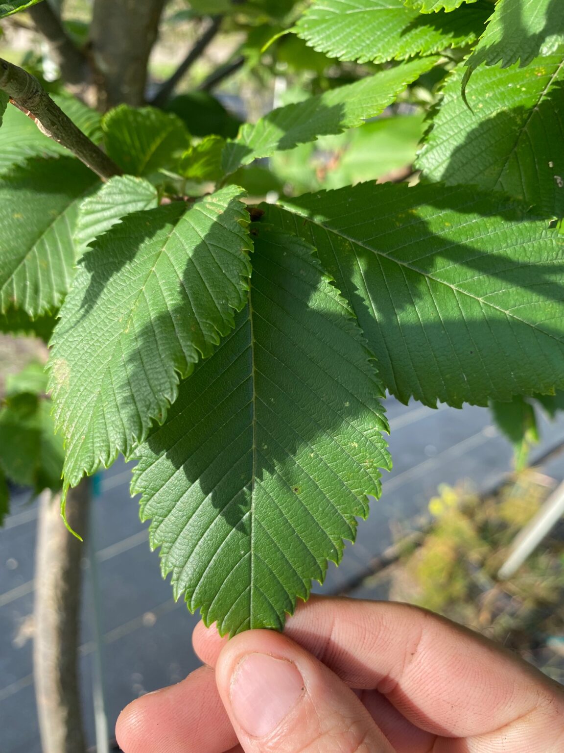 Ulmus americana- American Elm - Long Island Natives