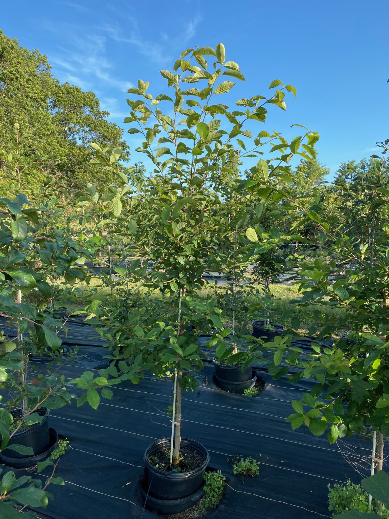 Nyssa sylvatica- Black Tupelo - Long Island Natives