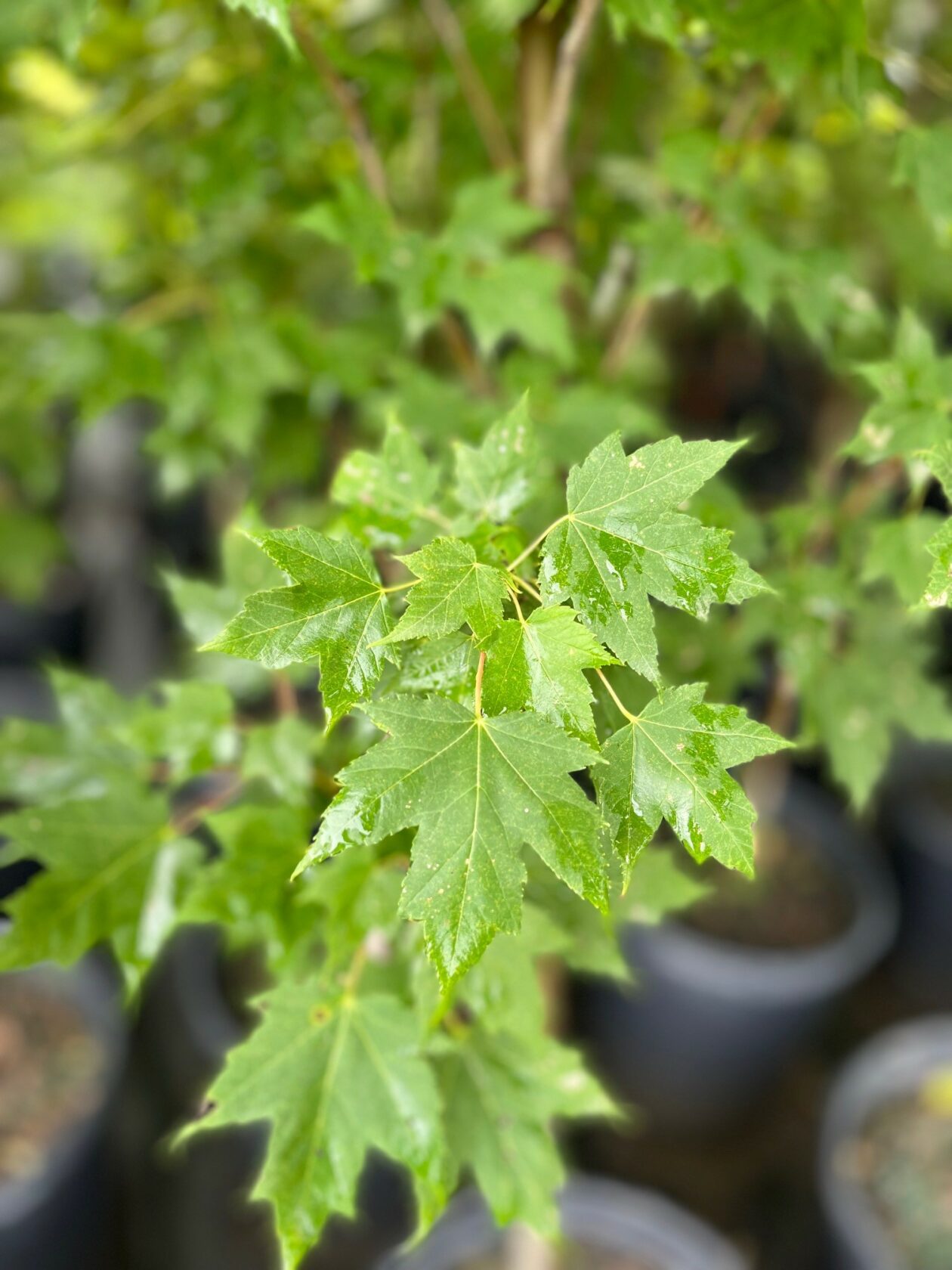 Acer rubrum- Red Maple - Long Island Natives