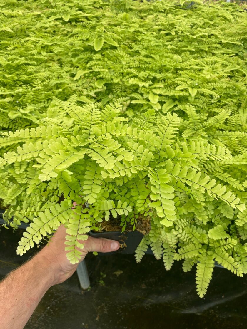 Adiantum pedatum- Northern Maidenhair Fern - Long Island Natives