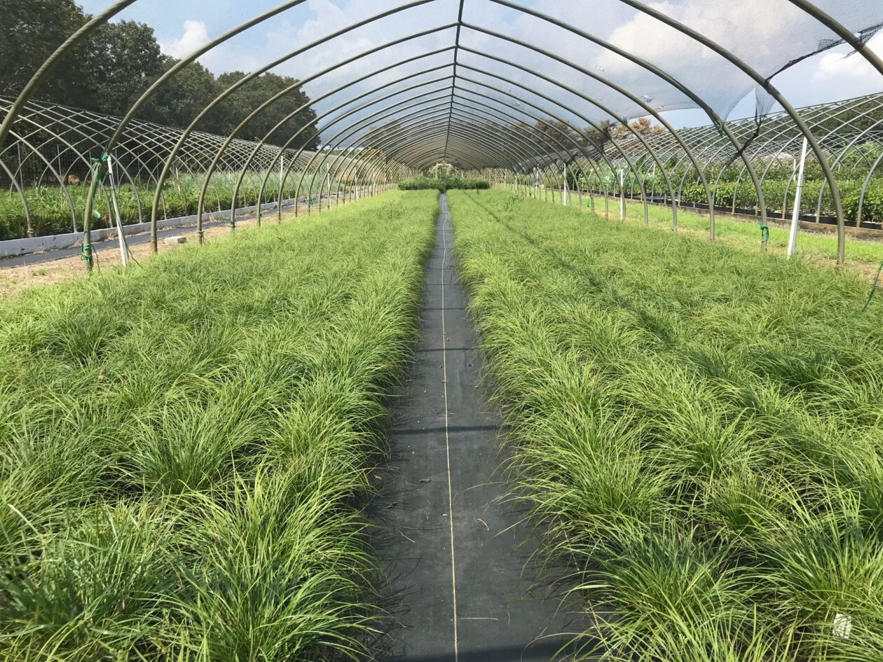 Carex pensylvanica- Pennsylvania Sedge - Long Island Natives