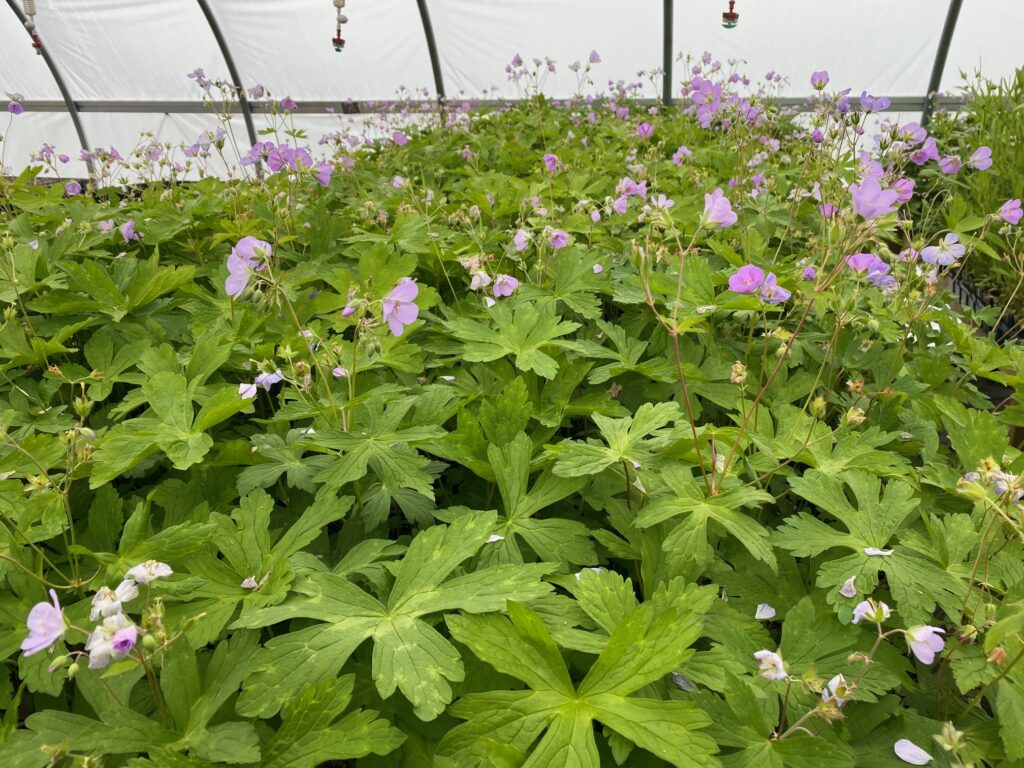 Geranium maculatum- Spotted Geranium - Long Island Natives