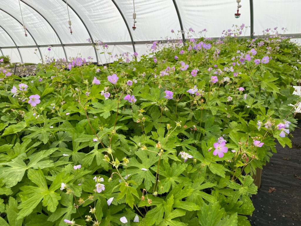 Geranium maculatum- Spotted Geranium - Long Island Natives