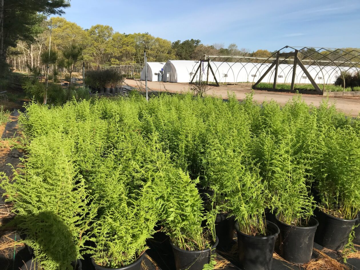Dennstaedtia punctiloba- Hay Scented Fern - Long Island Natives