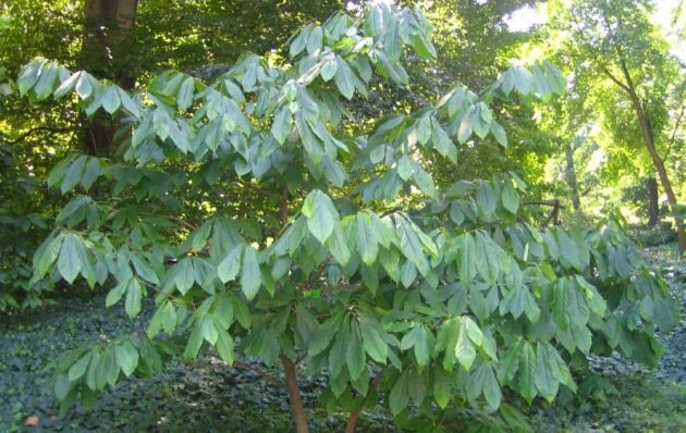 Asimina triloba- Pawpaw - Long Island Natives