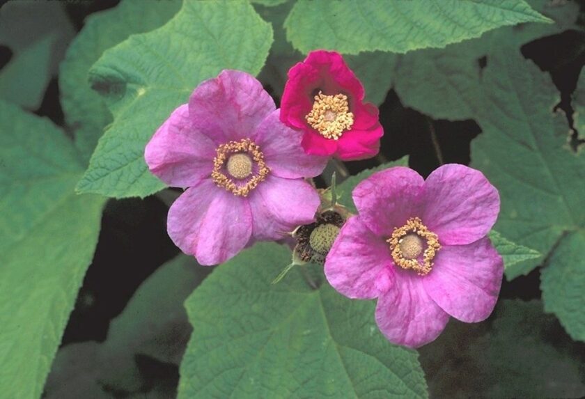 Rubus odoratus- Purple Flowering Raspberry - Long Island Natives