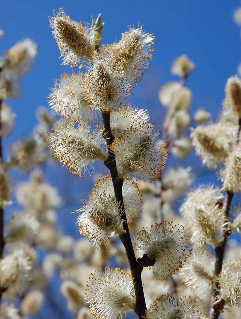 Salix discolor- Pussy Willow - Long Island Natives