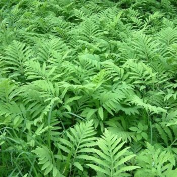 Long Island Natives - Native Long Island Ferns