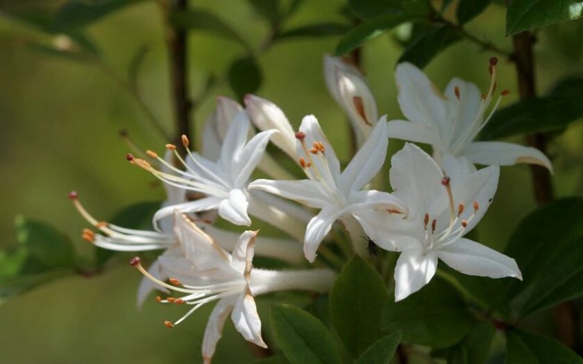 Rhododendron viscosum- Swamp Azalea - Long Island Natives