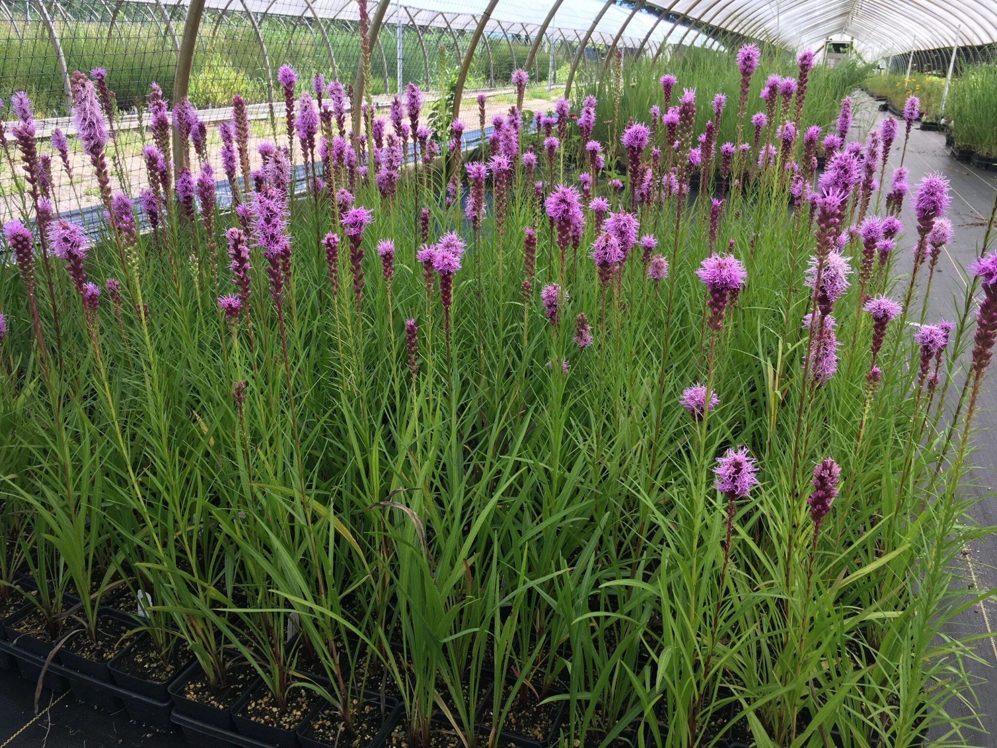 Plants Native to Long Island - Long Island Natives