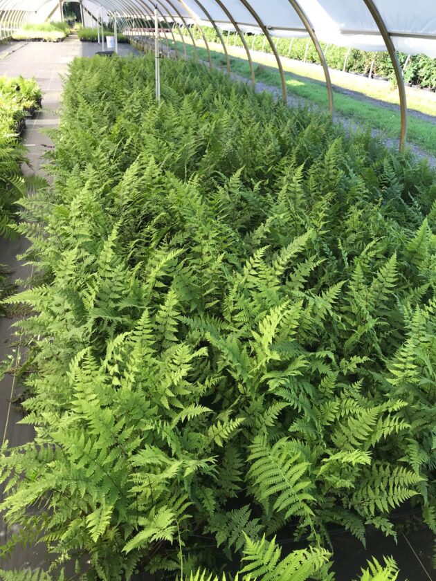 Athyrium filix-femina- Lady Fern - Long Island Natives