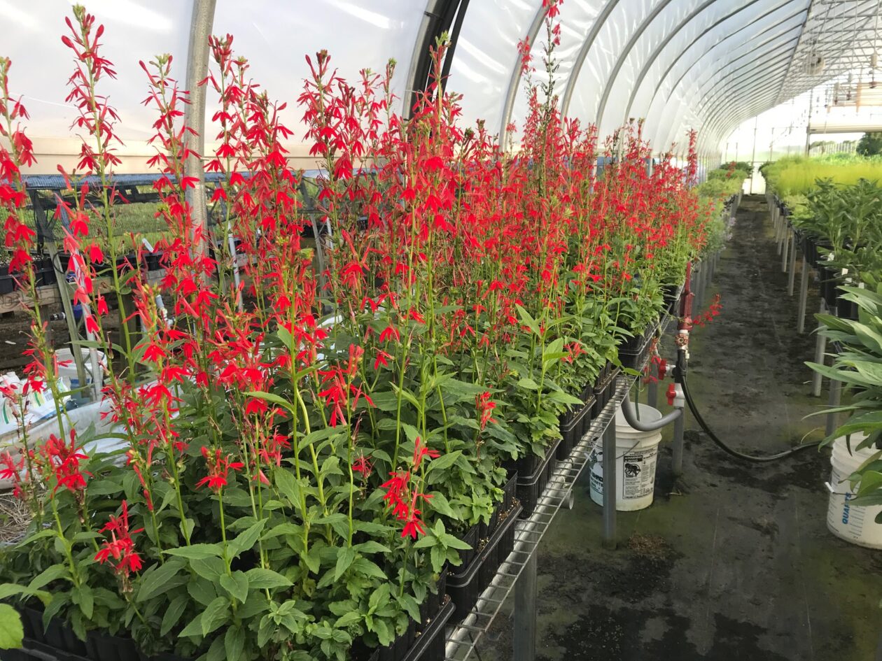 Lobelia cardinalis- Red Cardinal Flower - Long Island Natives