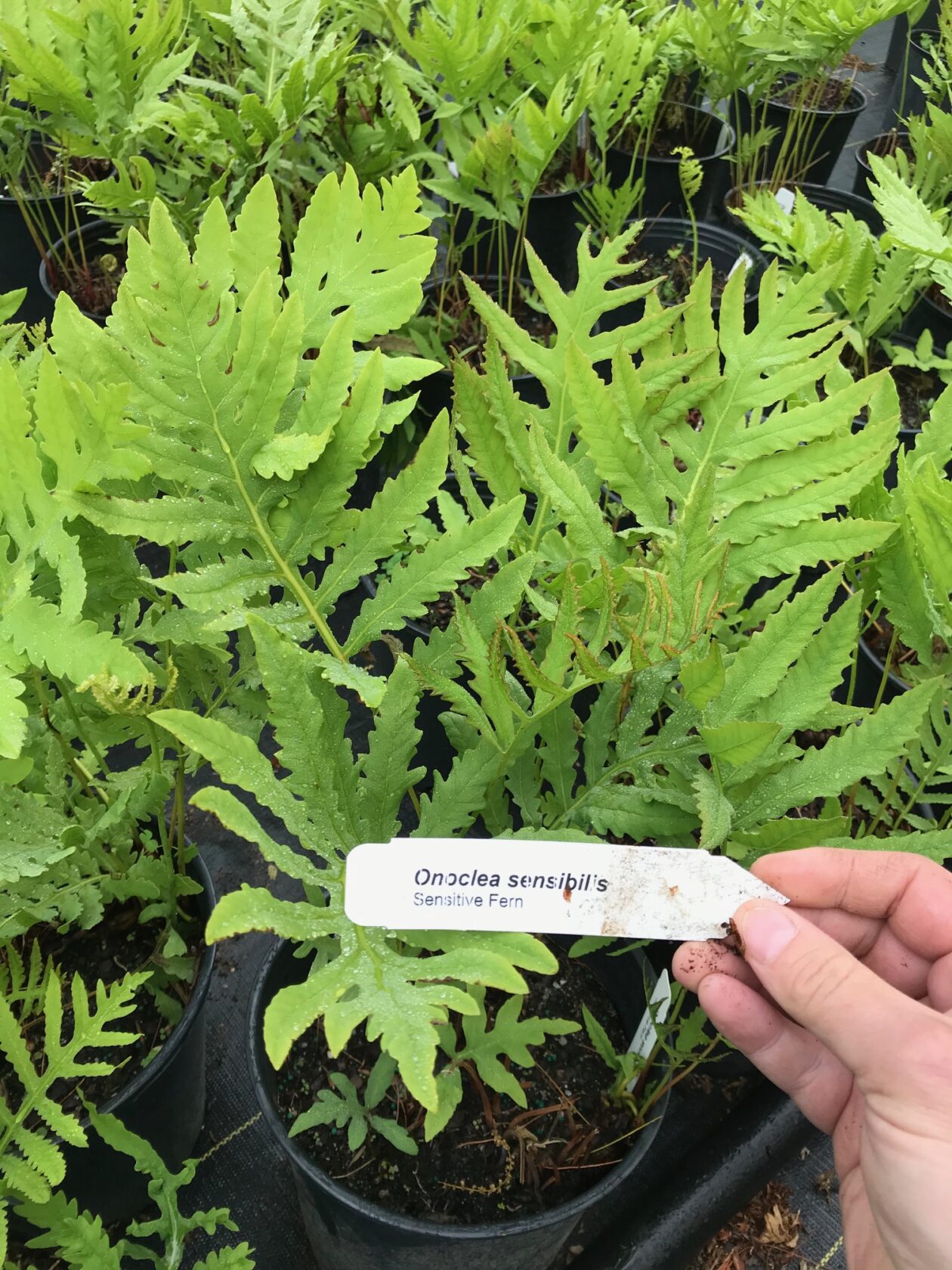 Onoclea sensibilis- Sensitive Fern - Long Island Natives