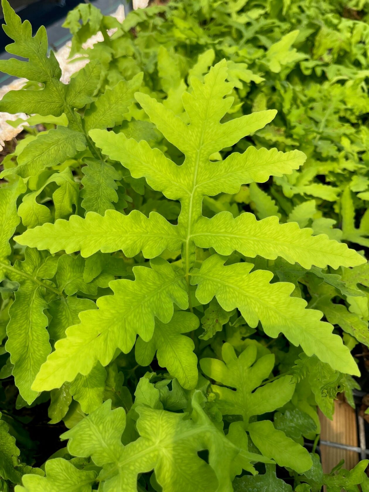 Onoclea sensibilis- Sensitive Fern - Long Island Natives