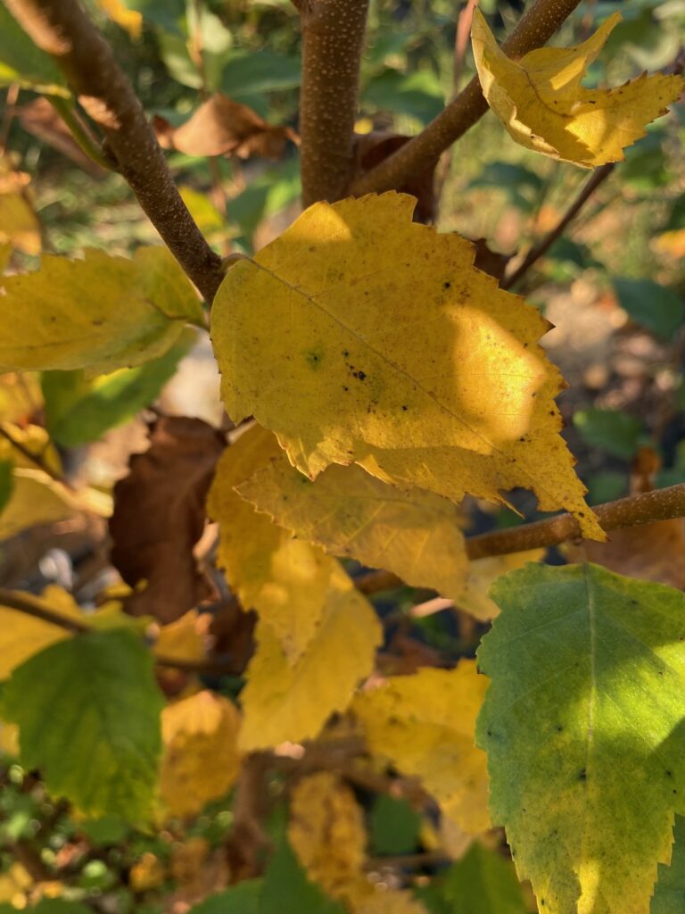 Betula nigra- River Birch - Long Island Natives
