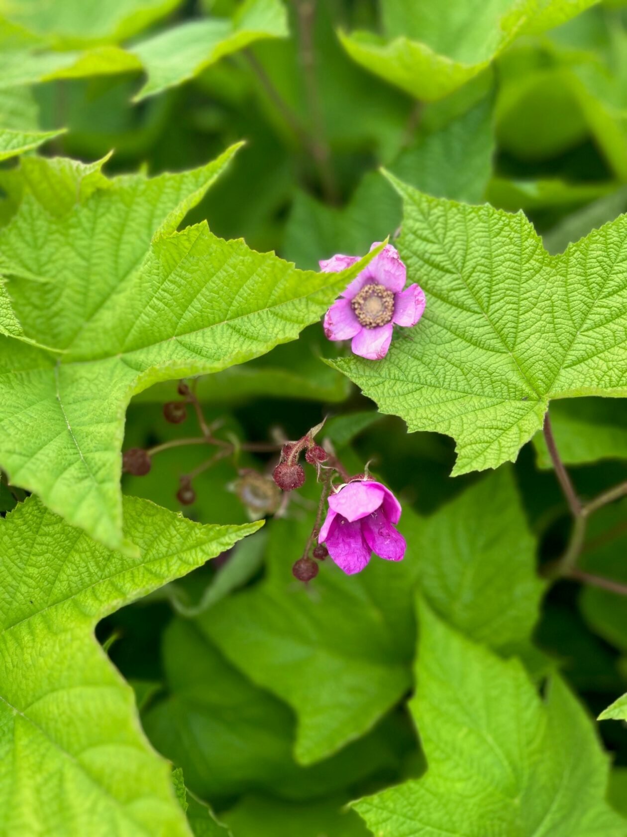 Rubus odoratus- Purple Flowering Raspberry - Long Island Natives