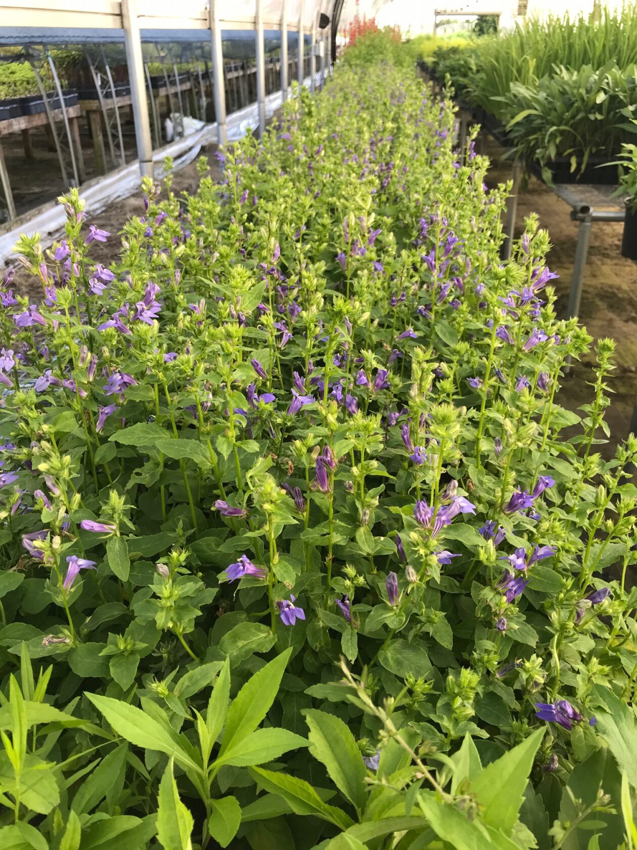Lobelia siphilitica- Blue Cardinal Flower - Long Island Natives