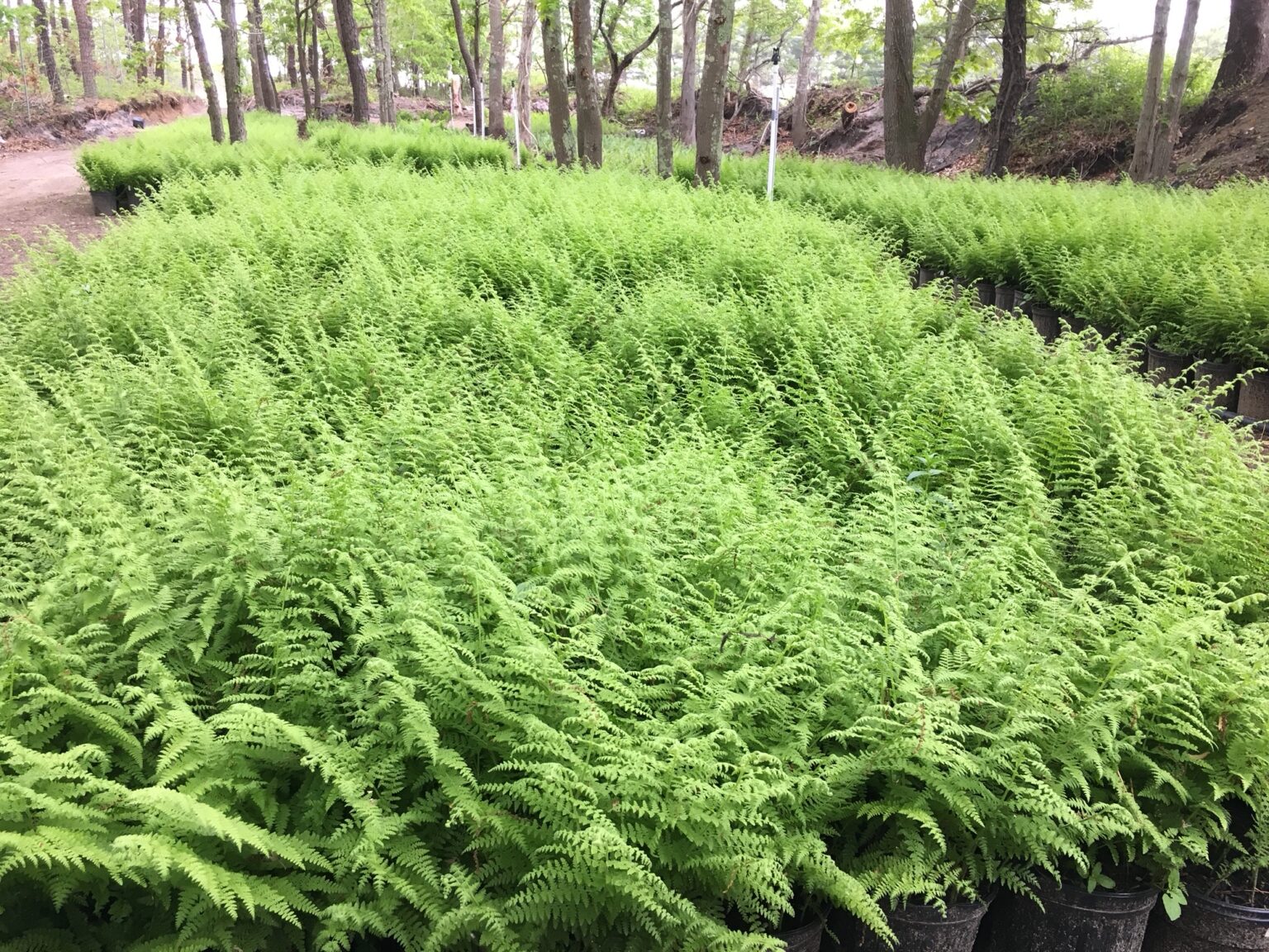 Plants Native to Long Island - Long Island Natives