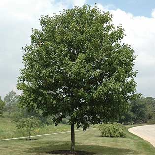 Long Island Natives - Wood Trees and Shrubs