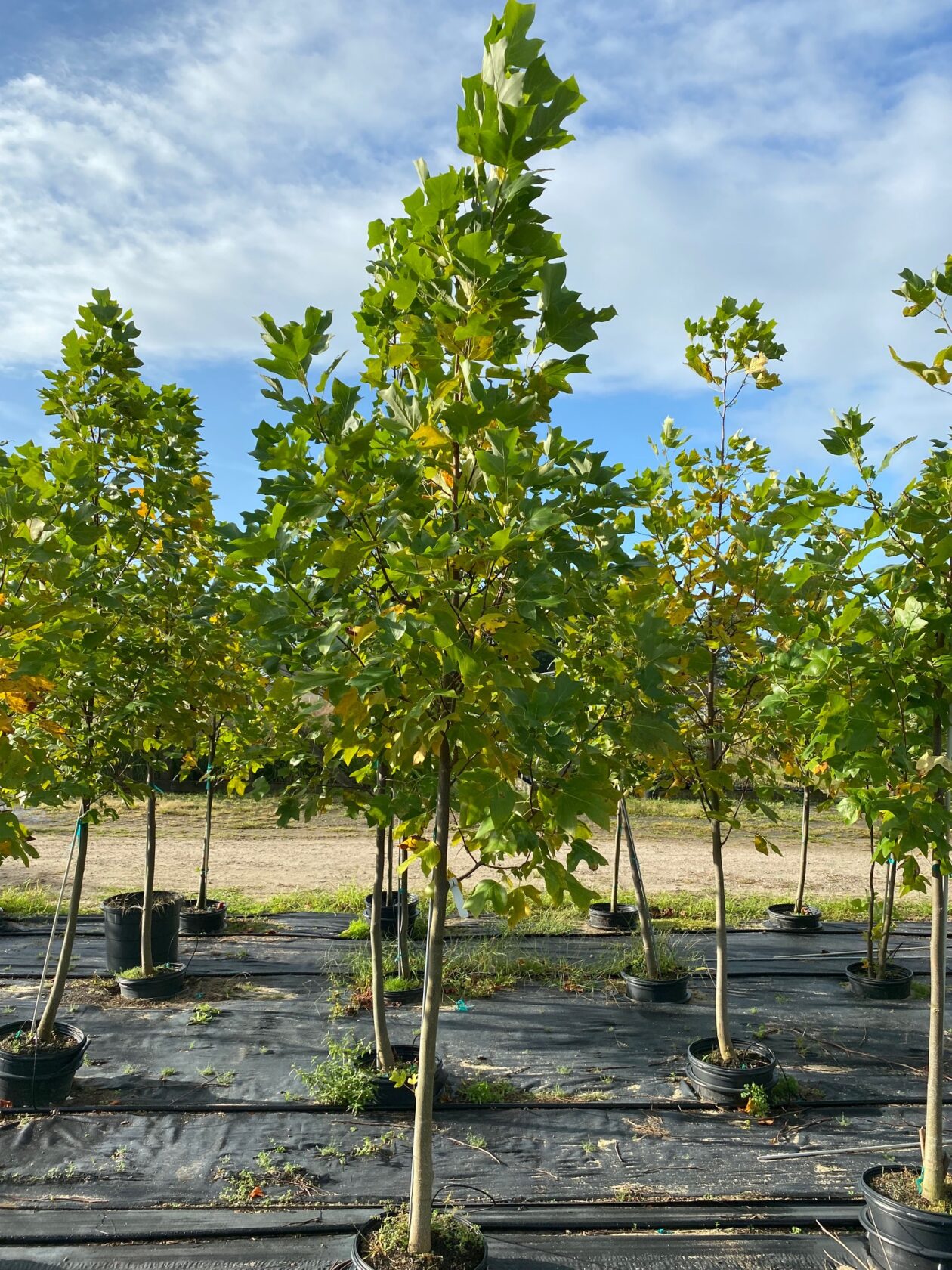 Liriodendron tulipifera- Tulip Tree - Long Island Natives
