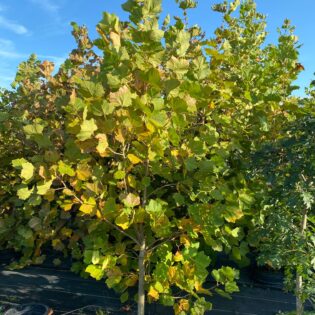 Long Island Natives - Wood Trees and Shrubs