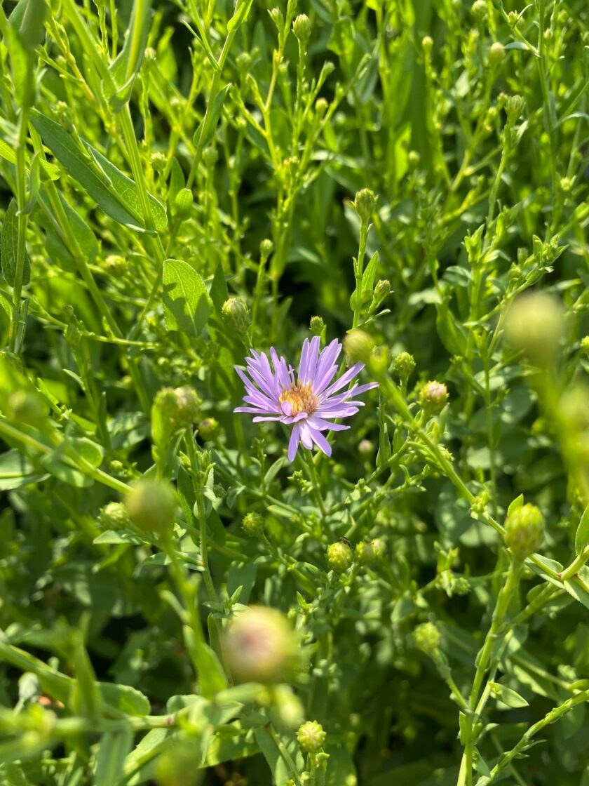 Aster (Symphyotrichum) laevis- Smooth Aster - Long Island Natives