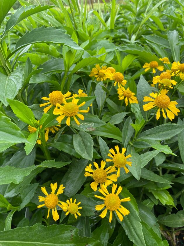 Helenium autumnale- Sneezeweed - Long Island Natives
