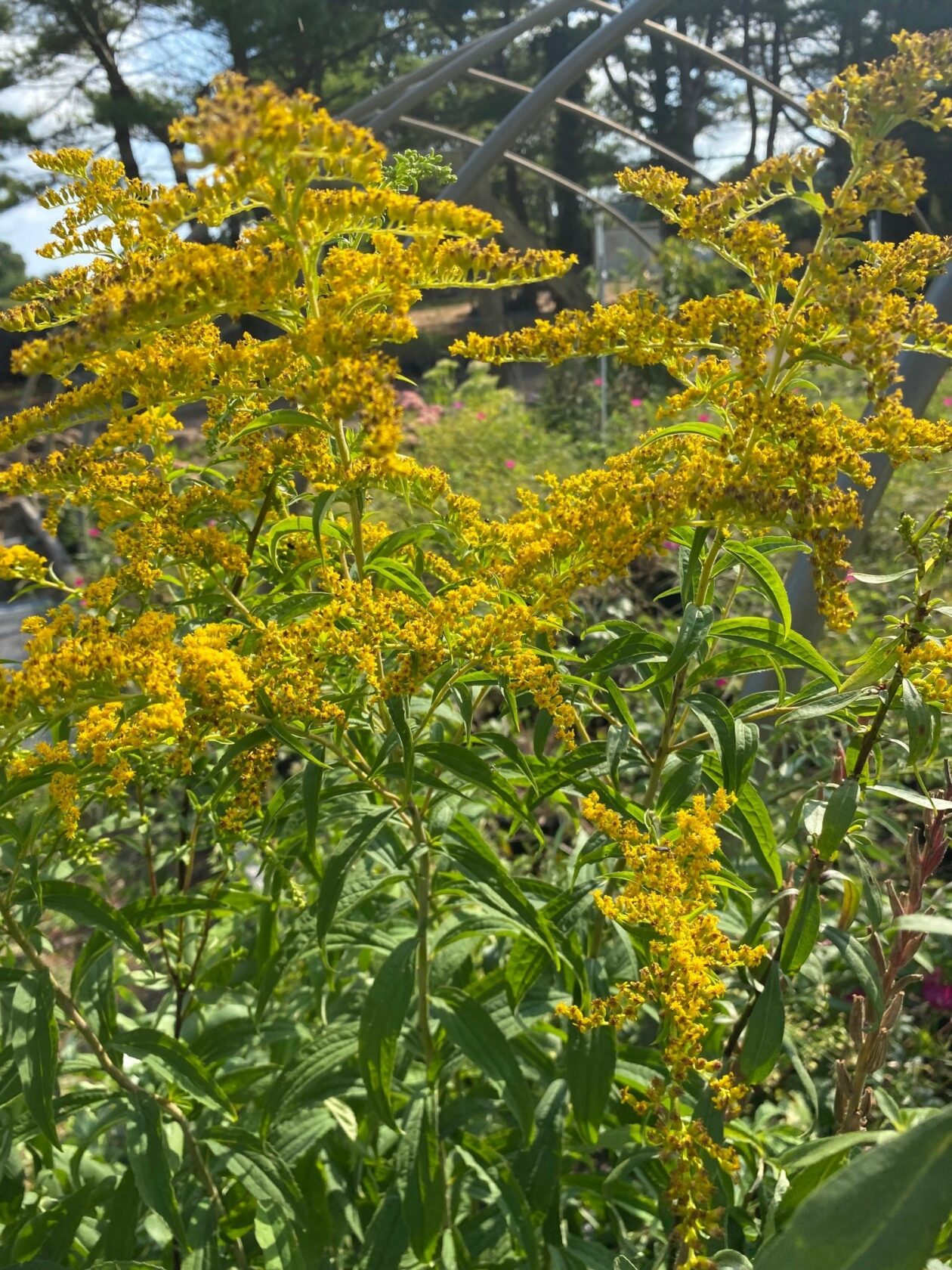 Solidago speciosa- Showy Goldenrod - Long Island Natives