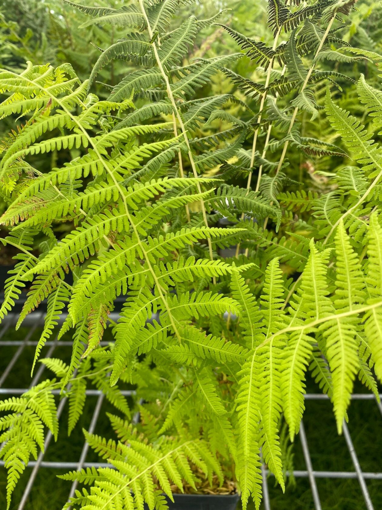 Thelypteris noveboracensis- New York Fern - Long Island Natives