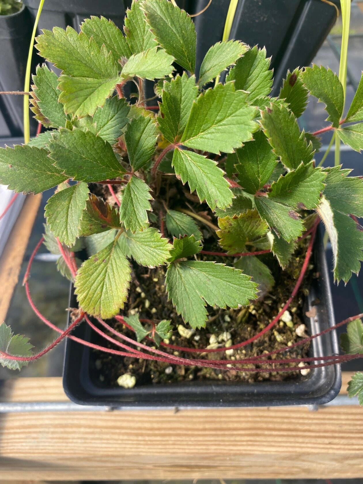 Fragaria virginiana- Virginia Strawberry - Long Island Natives