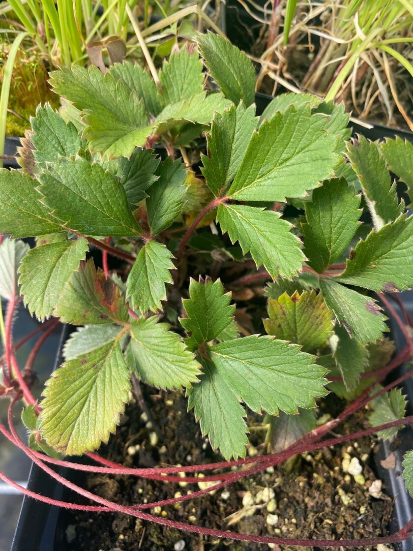 Fragaria virginiana- Virginia Strawberry - Long Island Natives