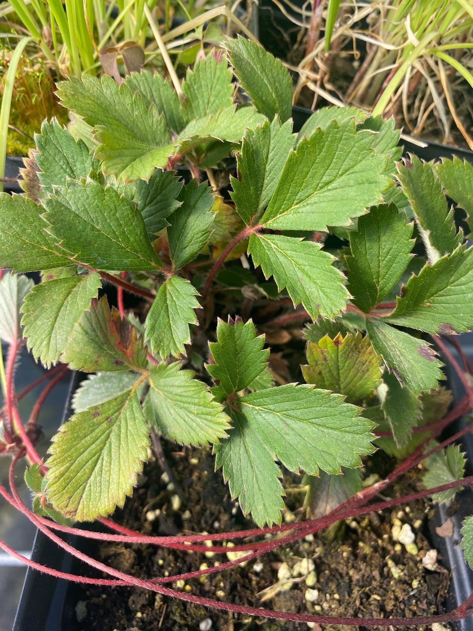 Fragaria virginiana- Virginia Strawberry - Long Island Natives