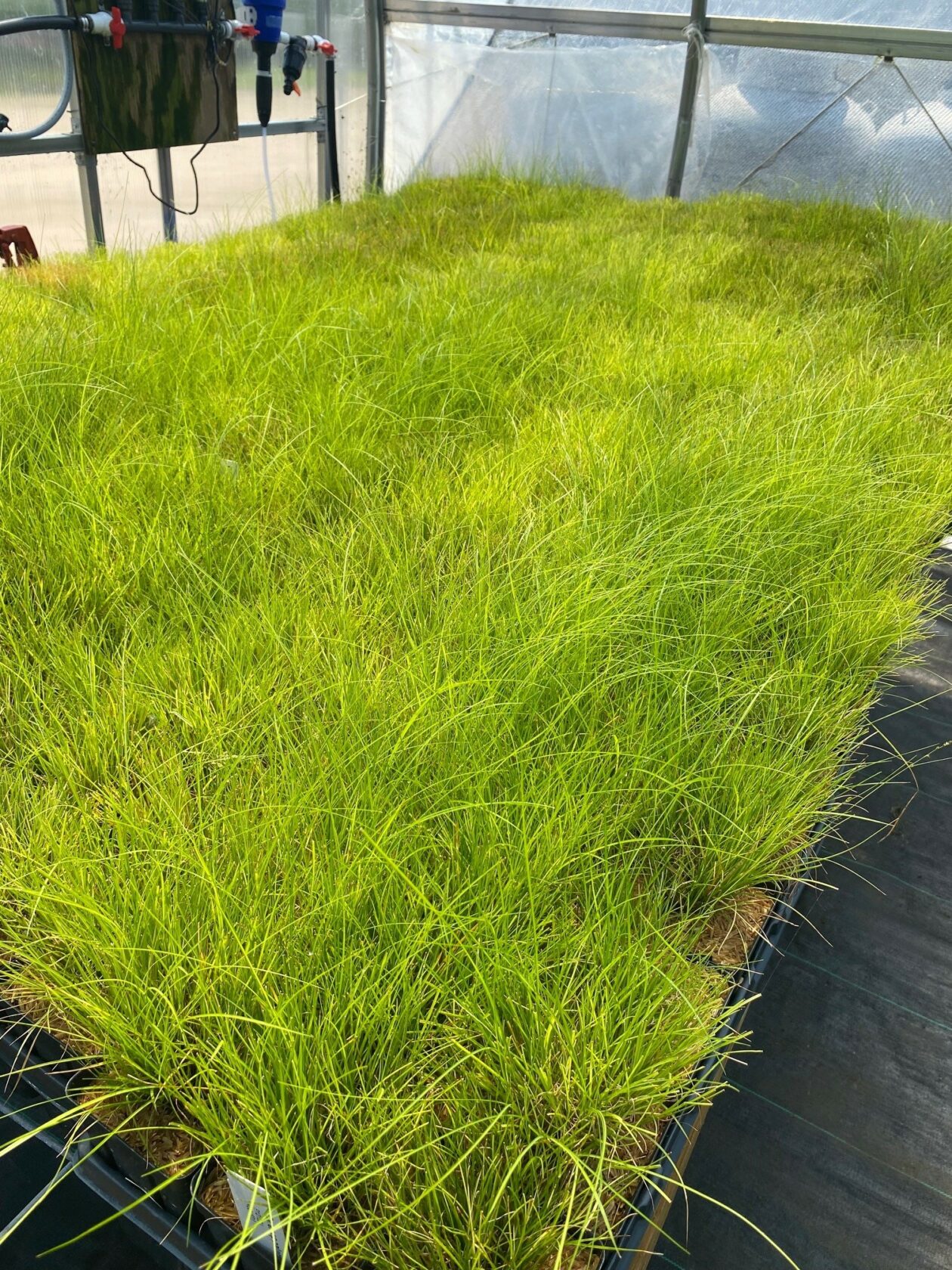 Carex appalachica- Appalachian Sedge - Long Island Natives