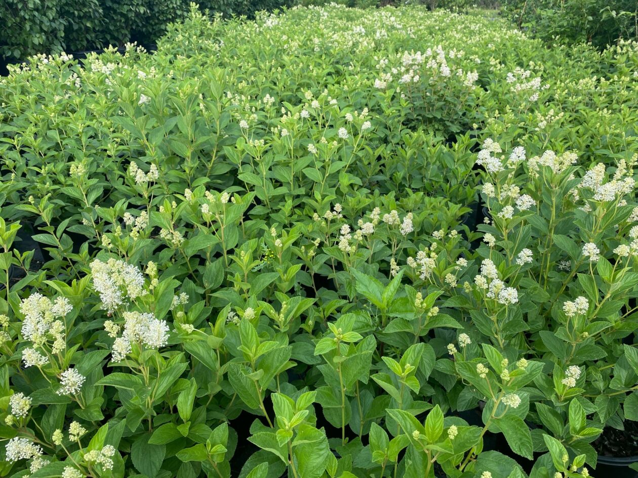 Ceanothus americanus- New Jersey Tea - Long Island Natives