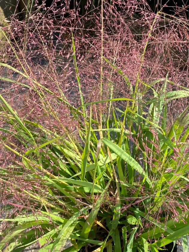 Eragrostis spectabilis- Purple Lovegrass - Long Island Natives
