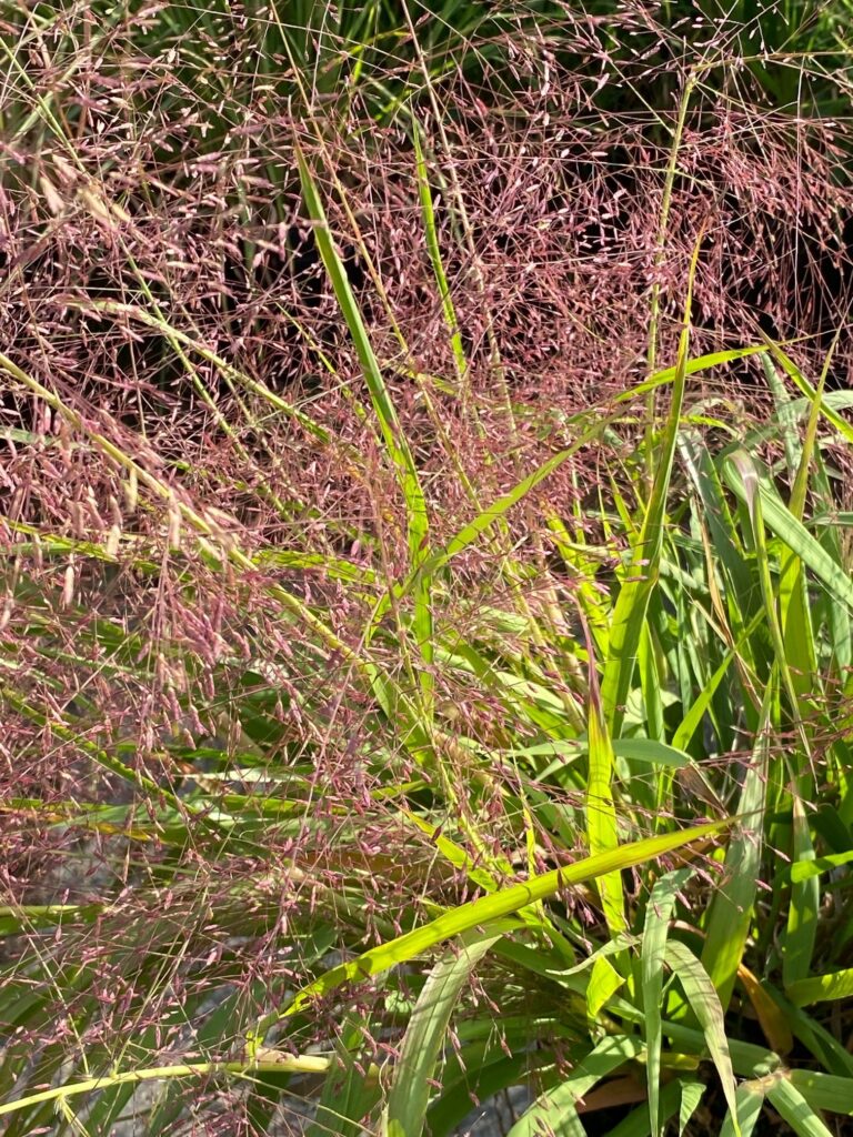 Eragrostis spectabilis- Purple Lovegrass - Long Island Natives
