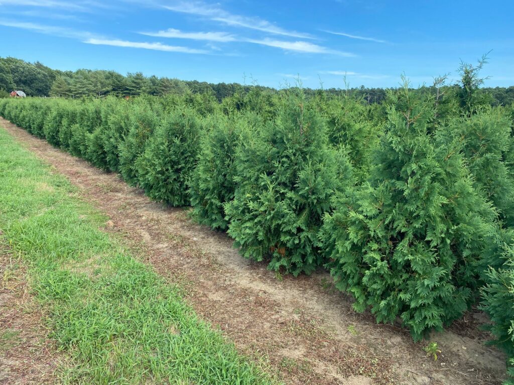 Thuja occidentalis 'Nigra'- Dark American Arborvitae - Long Island Natives