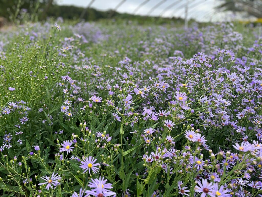 Aster (Symphyotrichum) laevis- Smooth Aster - Long Island Natives