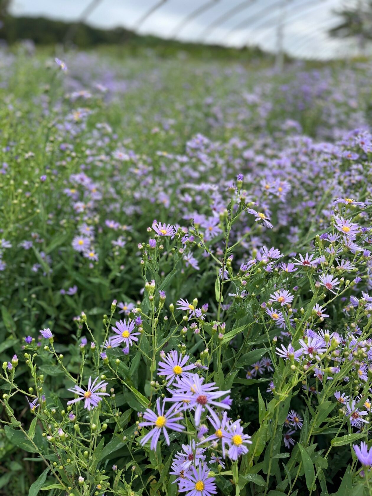 Aster laevis- Smooth Aster - Long Island Natives