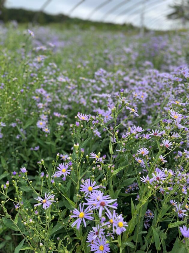Aster (Symphyotrichum) laevis- Smooth Aster - Long Island Natives