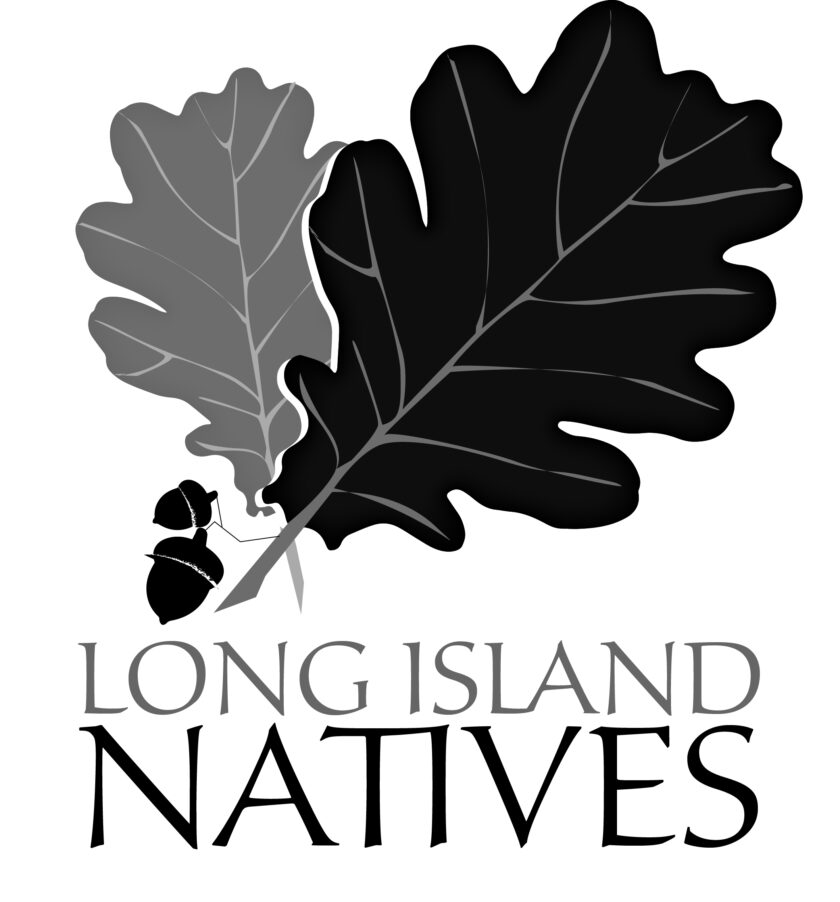 Corylus americana- American Hazelnut - Long Island Natives