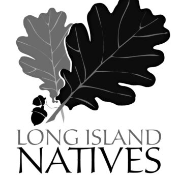 Long Island Natives - Wood Trees and Shrubs