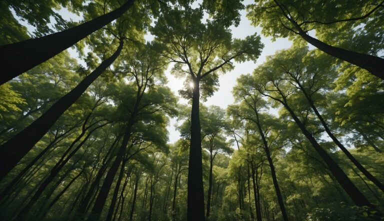 Native Long Island Trees: Essential Guide to Local Flora - Long Island ...