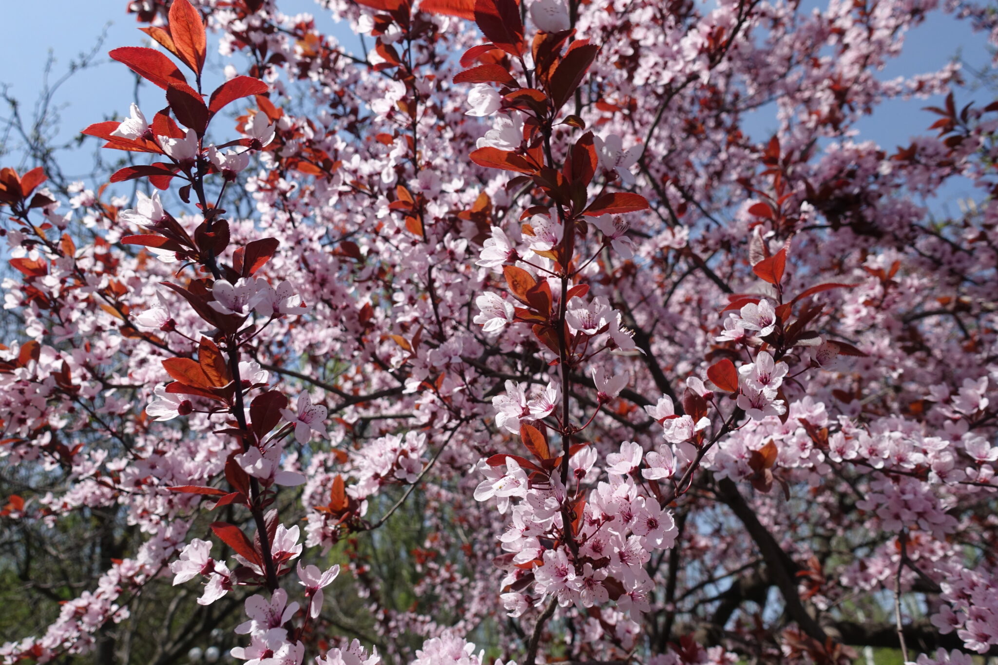 Flowering Ornamental Trees: Top Picks for Every Garden - Long Island ...